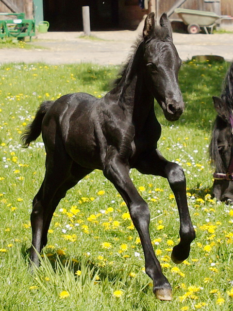 Friesenpferde, Stutfohlen von Hexe 2016