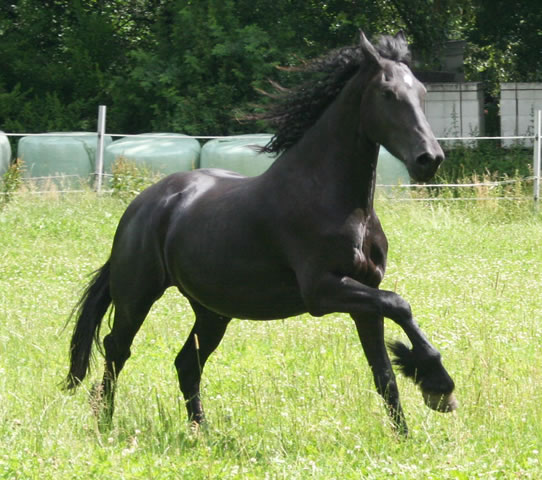 Friesenpferde, Stute Coralie